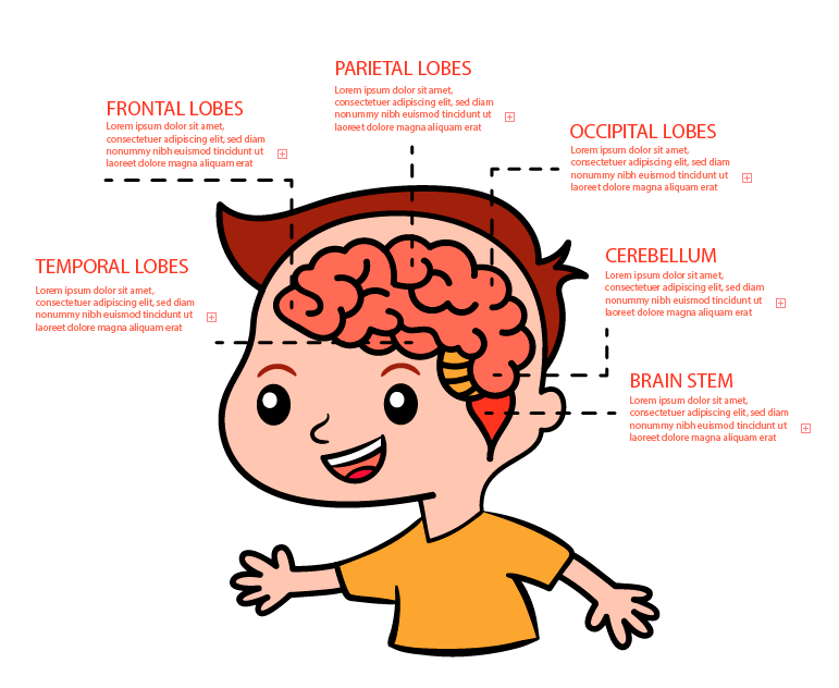 El cerebro de su hijo - Diana María Aguirre Neuropsicóloga Infantil